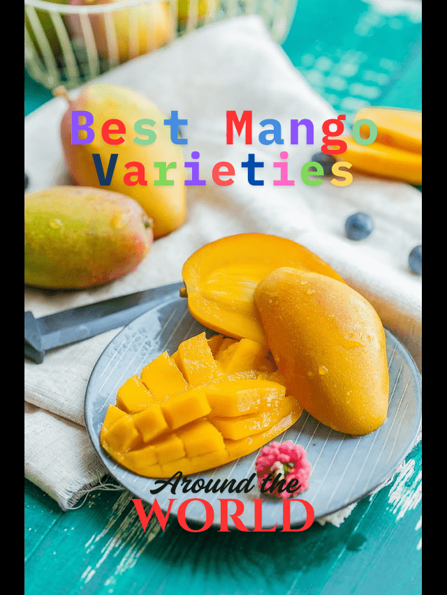 Best mango varieties - Cooldesichinese
