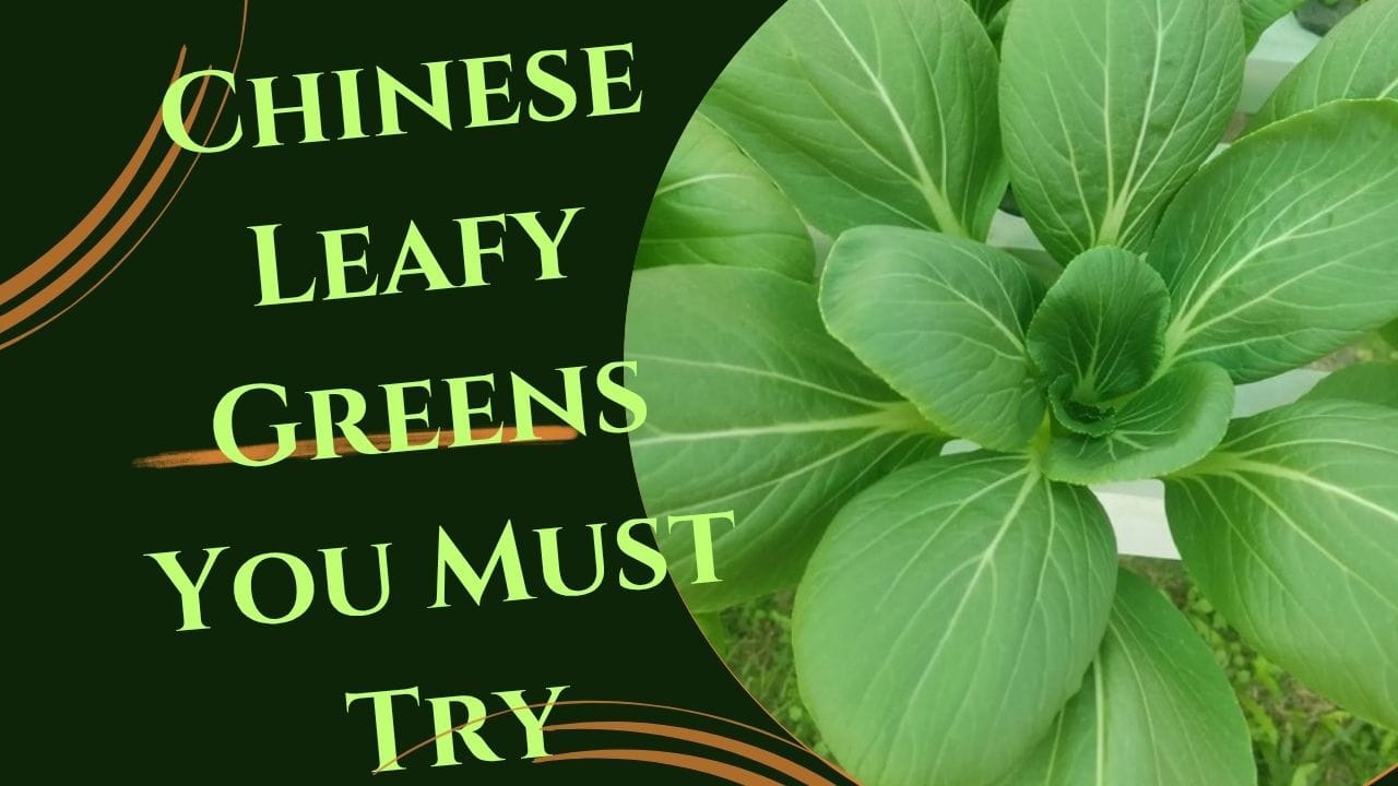Chinese Leafy Greens You Must Try - Cooldesichinese