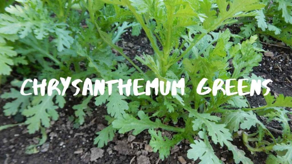 Chinese Leafy Greens You Must Try - Cooldesichinese