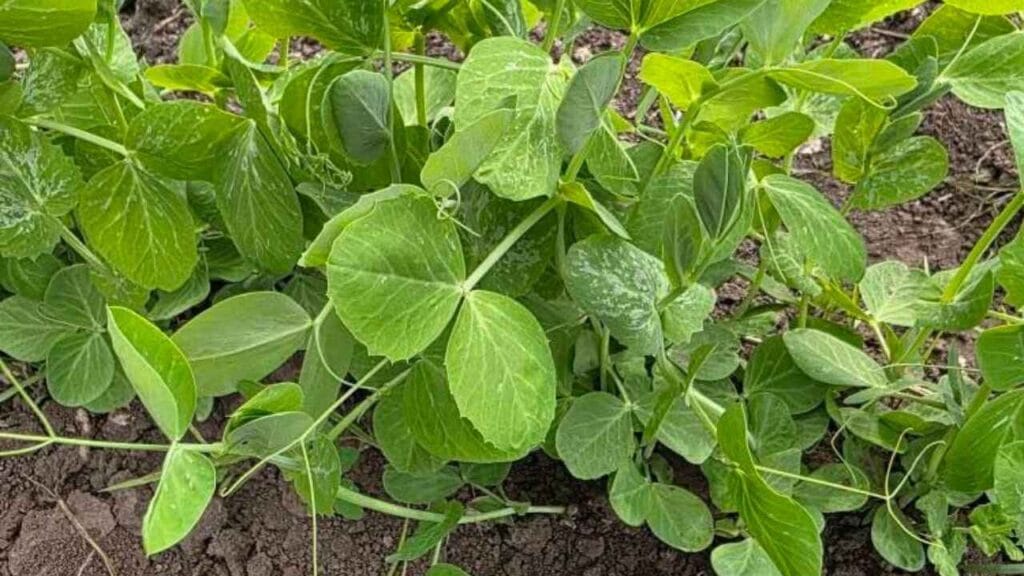 Chinese Leafy Greens You Must Try - Cooldesichinese
