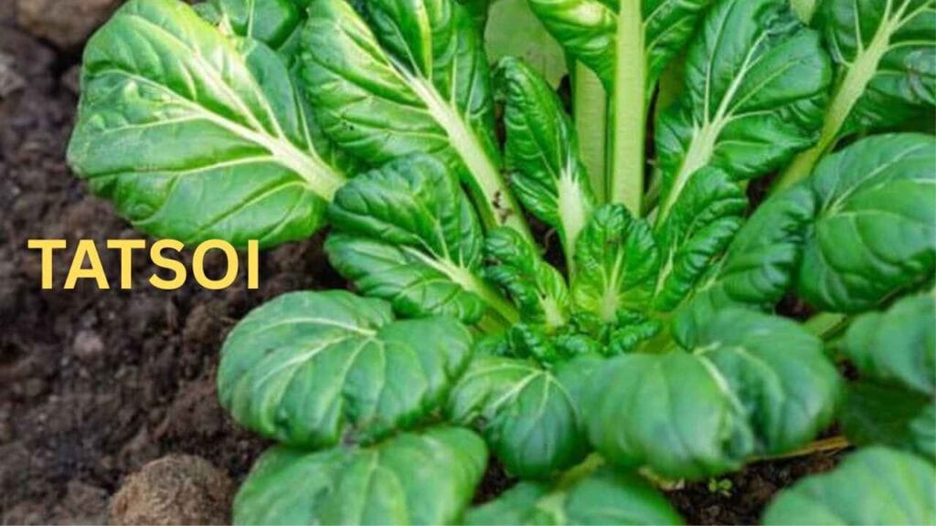 Chinese Leafy Greens You Must Try - Cooldesichinese